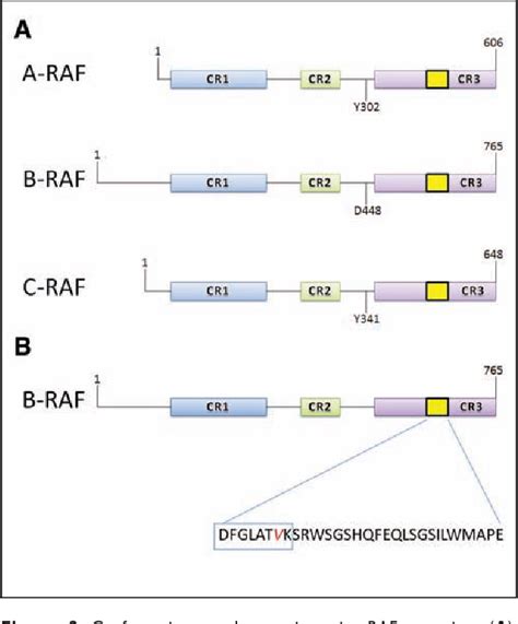 Figure 2 From The Role Of B Raf Mutations In Melanoma And The Induction Of Emt Via Dysregulation