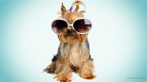 🔥 80 Cool Dogs Wallpapers Wallpapersafari