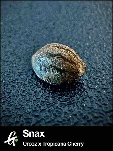 Snax Greenpoint Seeds