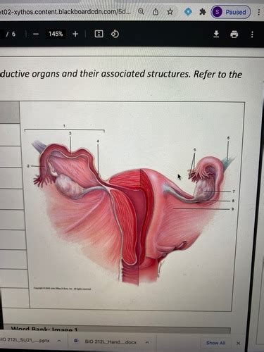 Reproductive Systems Flashcards Quizlet