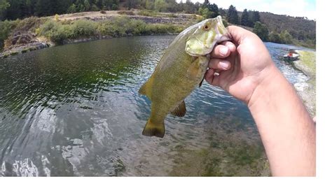 Drop Shot For Smallmouth Bass Ft Northwest Fishing Youtube