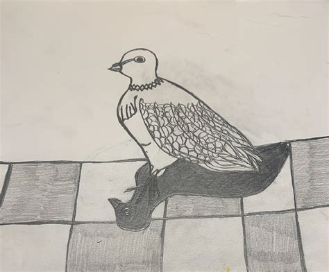 DoveDrawingByMe On Behance