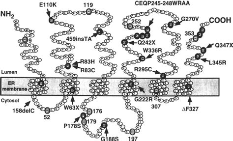 Figure 3 From Glucose 6 Phosphatase Structure Regulation And Function An Update 1 Semantic