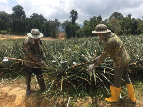 Agriculture Sector Contributes Rm1721b To Johors Gdp In 2023 — Mohd Uzir