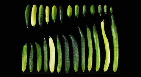 Genetic Variant Linked To Cucumber Fruit Length Morning Ag Clips