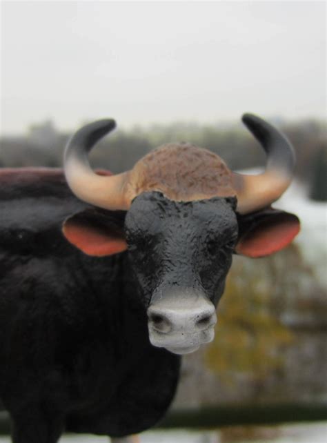 Mojo Gaur Walkaround