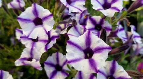 Petunia Colors What Colors Do Petunias Bloom