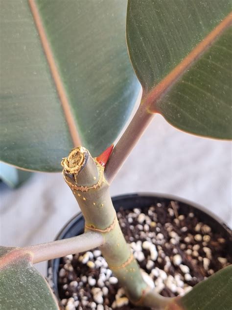 Ficus Elastica Propagating 1 Month First Cutting Going Well But