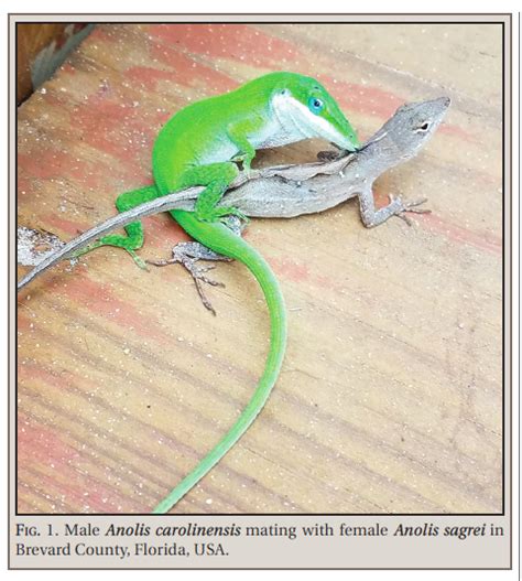 Herp Review Bonanza Green Anoles Mating With Browns Crested Anole