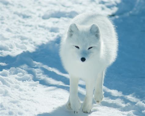 Arctic Fox Habitat Diorama