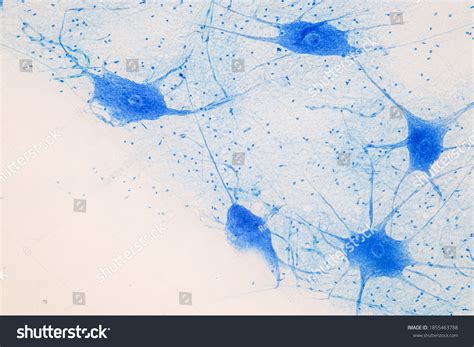 Стоковая фотография 1855463788 Motor Neuron Under Microscope Lab