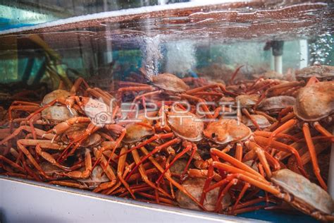 대게 게 붉은대게 홍게 Crap 사진이미지일러스트캘리그라피 Nshowkyoung작가