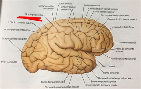 Encefalo Cap 7 Flashcards Quizlet