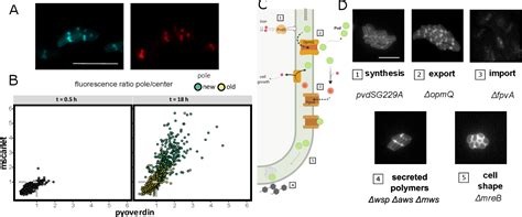 Figure 3 From D R A F T Polar Accumulation Of Pyoverdin Facilitates Rapid Exit From Stationary