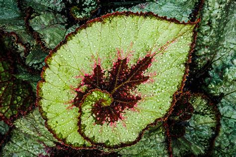 How To Grow Begonias As Houseplants Gardeners Path