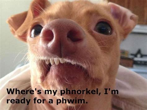 89 Best Images About Lisp Meme Dog On Pinterest 4th Birthday Pho And