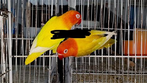 سالن کفتر طوطی کوتوله برزیلی عروس قناری لوری ملنگو در اصفهان