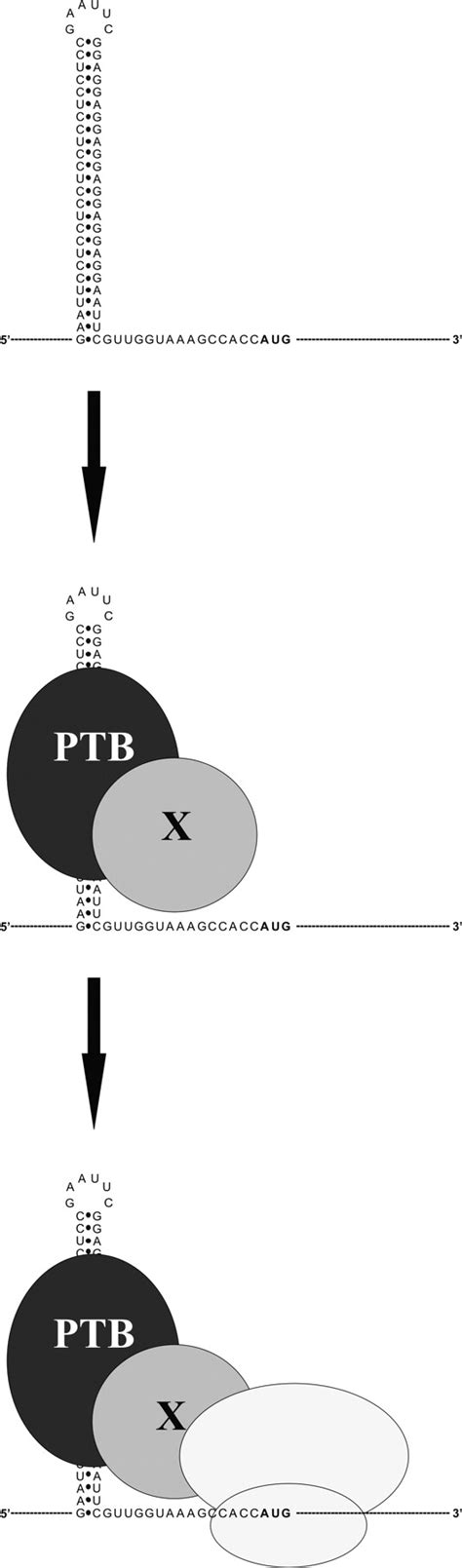 Identification Of A Motif That Mediates Polypyrimidine Tract Binding Protein Dependent Internal