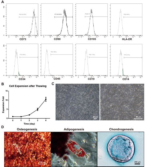 Video Author Spotlight Advancing Cell Therapy Manufacturing With Dissolvable Microcarriers