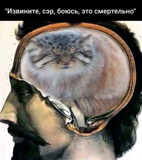 could someone please explain this meme r russian