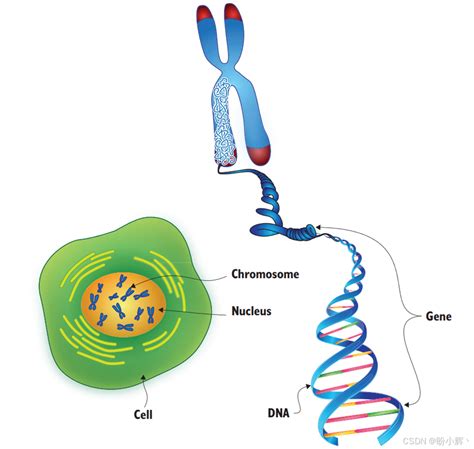 Ga遗传算法（genetic Algorithm）详解与实现