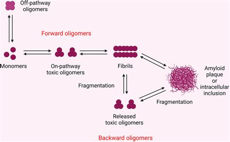 Amyloid Fibrils Act As A Reservoir Of Soluble Oligomers The Main