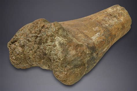 20 5 Fossil Sauropod Camarasaurus Humerus W Metal Stand Colorado