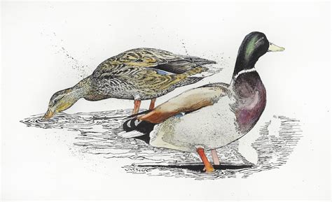Mallard Duck Pencil Drawing