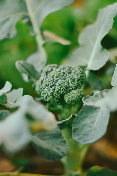 Protecting Your Broccoli Common Broccoli Diseases