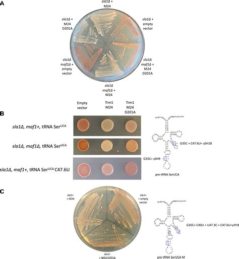 Crosstalk Between The Trna Methyltransferase Trm1 And Rna Chaperone La