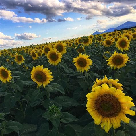 Leo Roque On Instagram “faz Alguns Anos A Música Strawberryfieldsforever Toca Meus