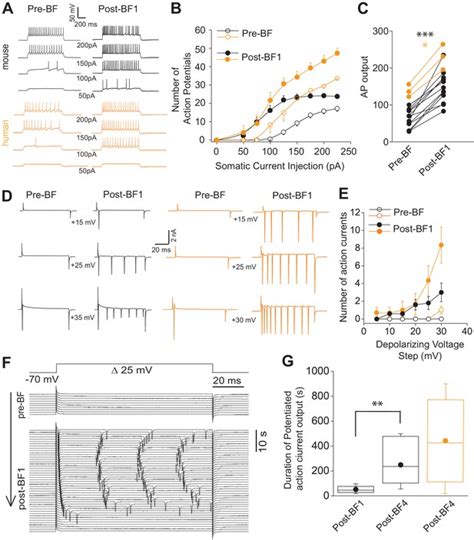 activity dependent tuning of intrinsic excitability in mouse and human