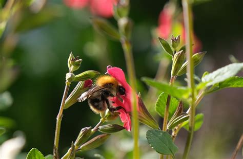 Insect Bumblebee Pollination Free Photo On Pixabay Pixabay