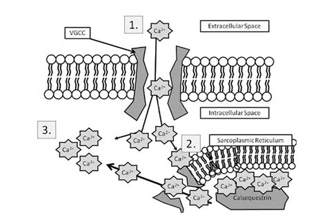 Nimbex Onset Of Action