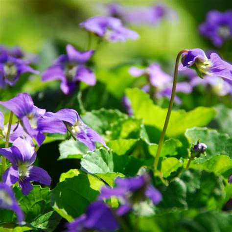 Violet Magic And Folklore Patti Wigington