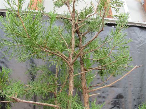 36 Year Old Eastern Red Cedar Specimen 3 Tree Bonsai Forest In Stone P
