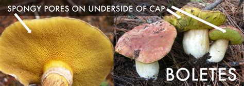 3 Edible Mushrooms That Are Easy To Find And How To Avoid The