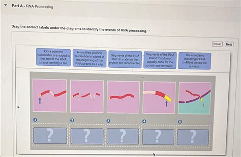 Solved Part A ﻿rna Processingdrag The Correct Labels Under