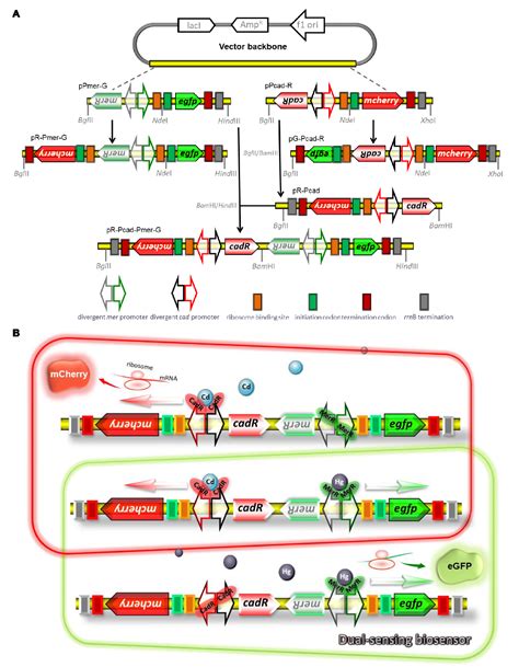 Figure 1 From Differential Detection Of Bioavailable Mercury And