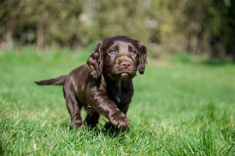 Cocker Spaniel Züchter Mit Welpen In Der Schweiz Hunde2de