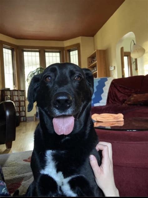 5 mins into scratch and chill, and he gives you this look. : r/Blacklabs