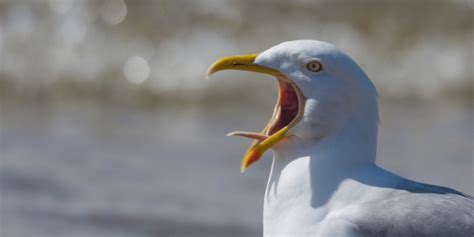 Do Birds Have Tongues 7 Different Types Of Tongue Birdwatching Buzz
