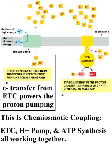 Proton Gradient Formation And Atp Synthesis Masteringbiology