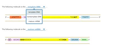 Solved Deciphering The DNA And RNA Code In The First Part Chegg
