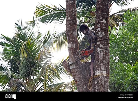 Tree Cutting India Hi Res Stock Photography And Images Alamy