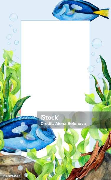 리본 조류 바닥 돌 기포 연한 파란색 배경에 외과 의사 물고기에서 수채화 그리기 프레임 사진 엽서에 대한 Scillfull 그림 0명에 대한 스톡 벡터 아트 및 기타 이미지