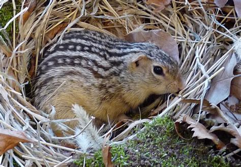 Why Chipmunks Aren T Thirsty While They Hibernate Techzle