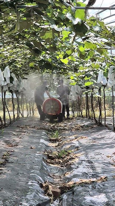 포도밭방제기 포도밭분무기 소형ss기 보행형동력분무기 방제분무기 시운전 영현 Tel063 626 8500 전북 캠벨포도 Youtube