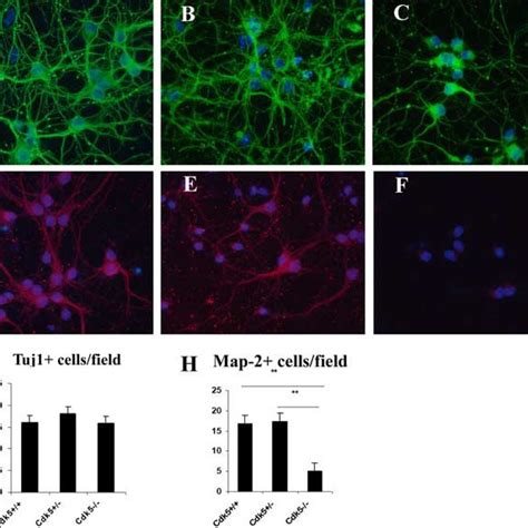 Cell Cycle Markers Are Expressed In The Cdk5 E16 5 Neocortex A C Download Scientific