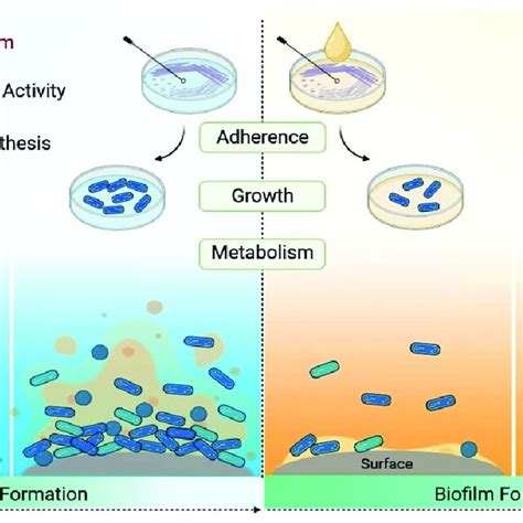 Cocoa Extracts Exert An Inhibitory Effect On The Adherence Growth And Download Scientific